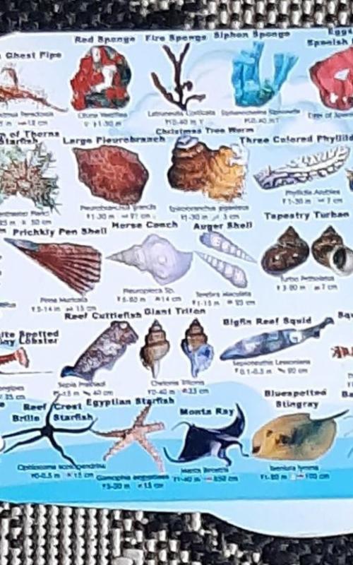 Red Sea Fish Guide - Autorių Kolektyvas, knyga